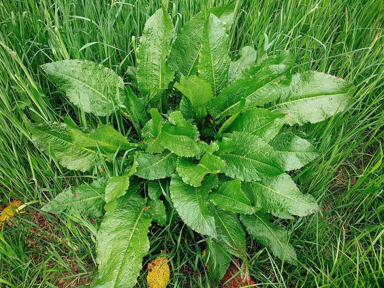 28 Edible Weeds and Invasive Plants That Are Actually Delicious ...