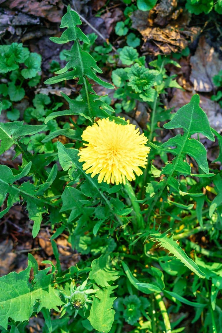 28 Edible Weeds and Invasive Plants That Are Actually Delicious ...