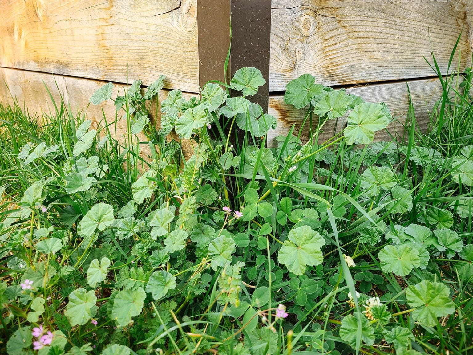 28 Edible Weeds and Invasive Plants That Are Actually Delicious ...