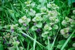 28 Edible Weeds and Invasive Plants That Are Actually Delicious ...