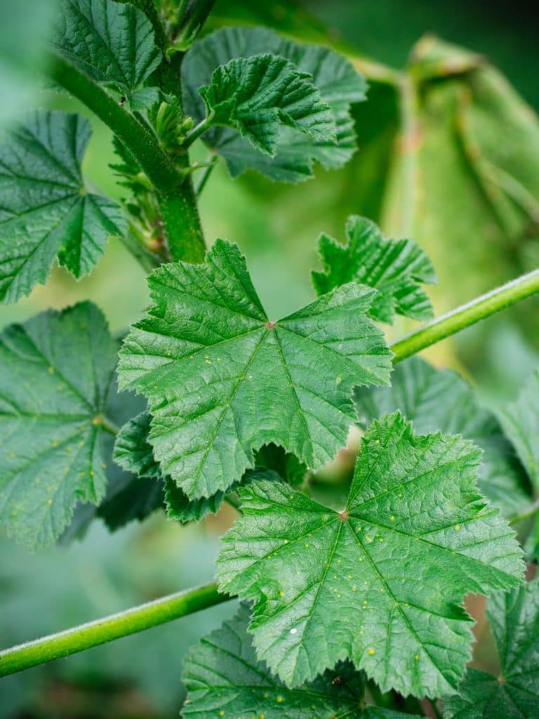 28 Edible Weeds and Invasive Plants That Are Actually Delicious ...