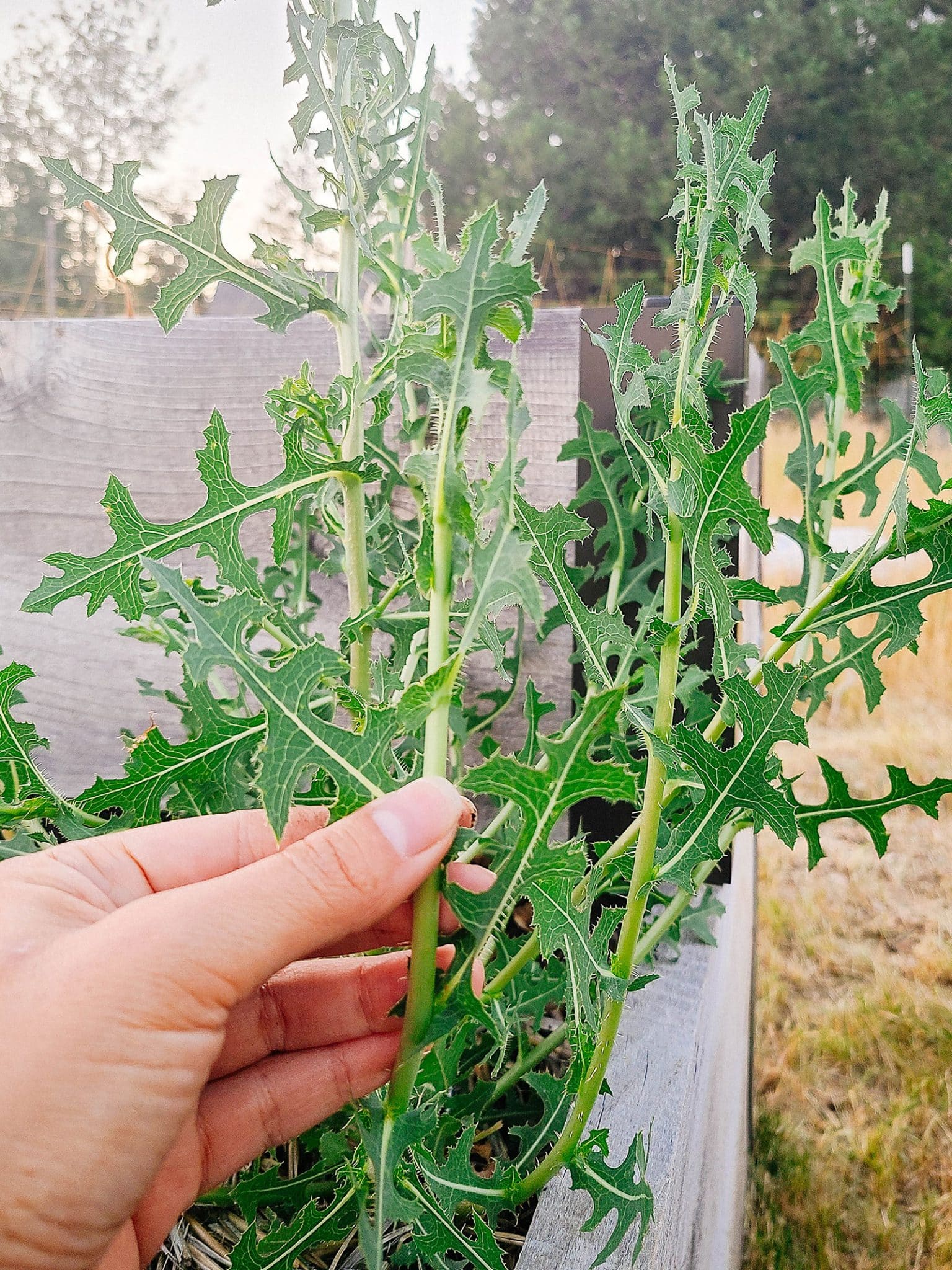 28 Edible Weeds and Invasive Plants That Are Actually Delicious ...