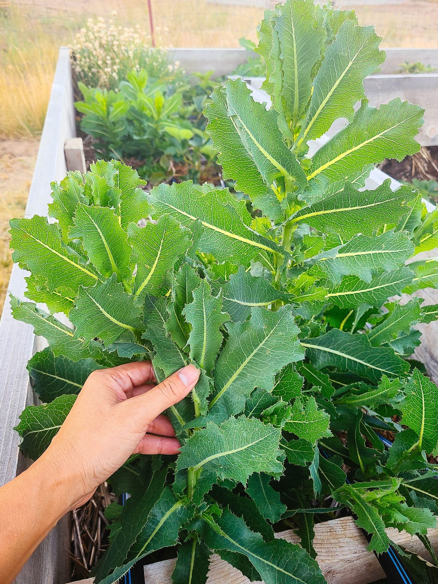 Mallow Weed: The Wild Edible That’s Also a Love Potion – Garden Betty