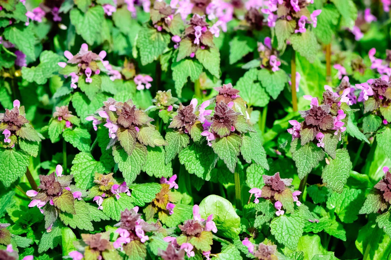 28 Edible Weeds and Invasive Plants That Are Actually Delicious ...
