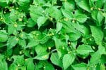28 Edible Weeds and Invasive Plants That Are Actually Delicious ...