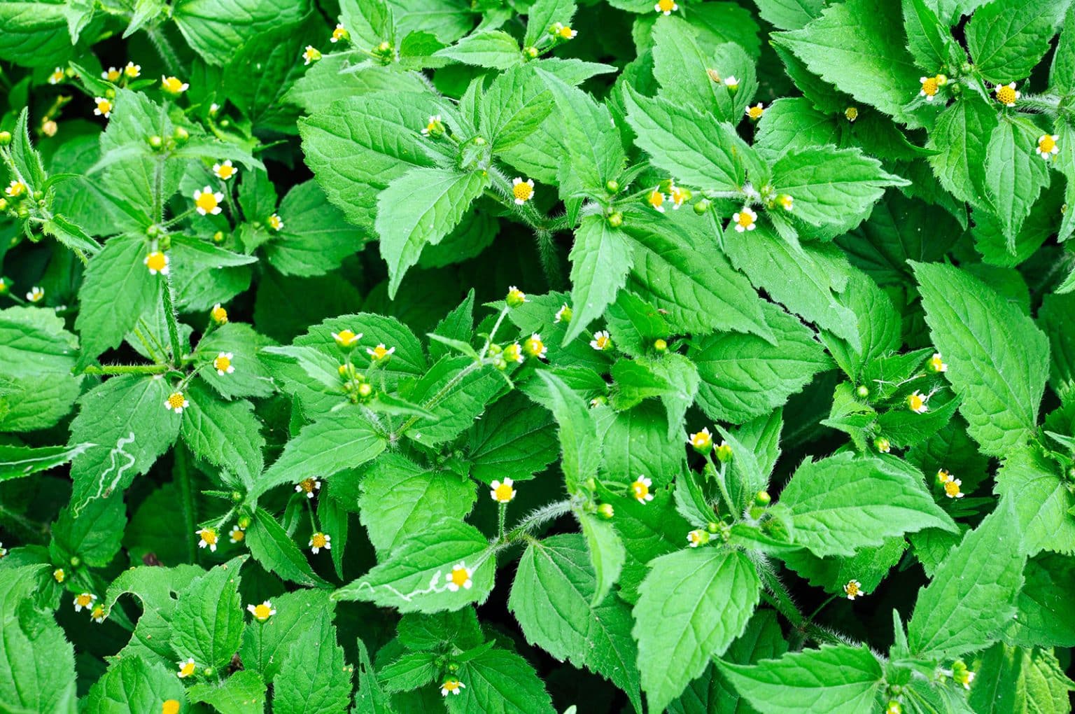 28 Edible Weeds and Invasive Plants That Are Actually Delicious ...