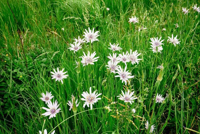 28 Edible Weeds and Invasive Plants That Are Actually Delicious ...