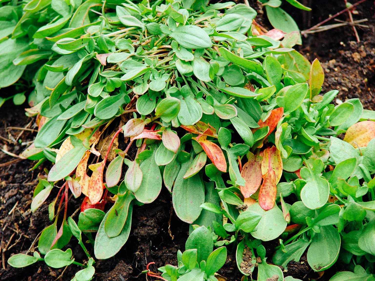 28 Edible Weeds and Invasive Plants That Are Actually Delicious ...