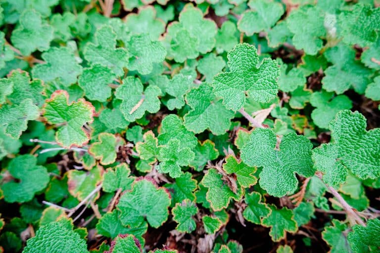 25 Evergreen Ground Covers That Add Year-Round Color – Garden Betty
