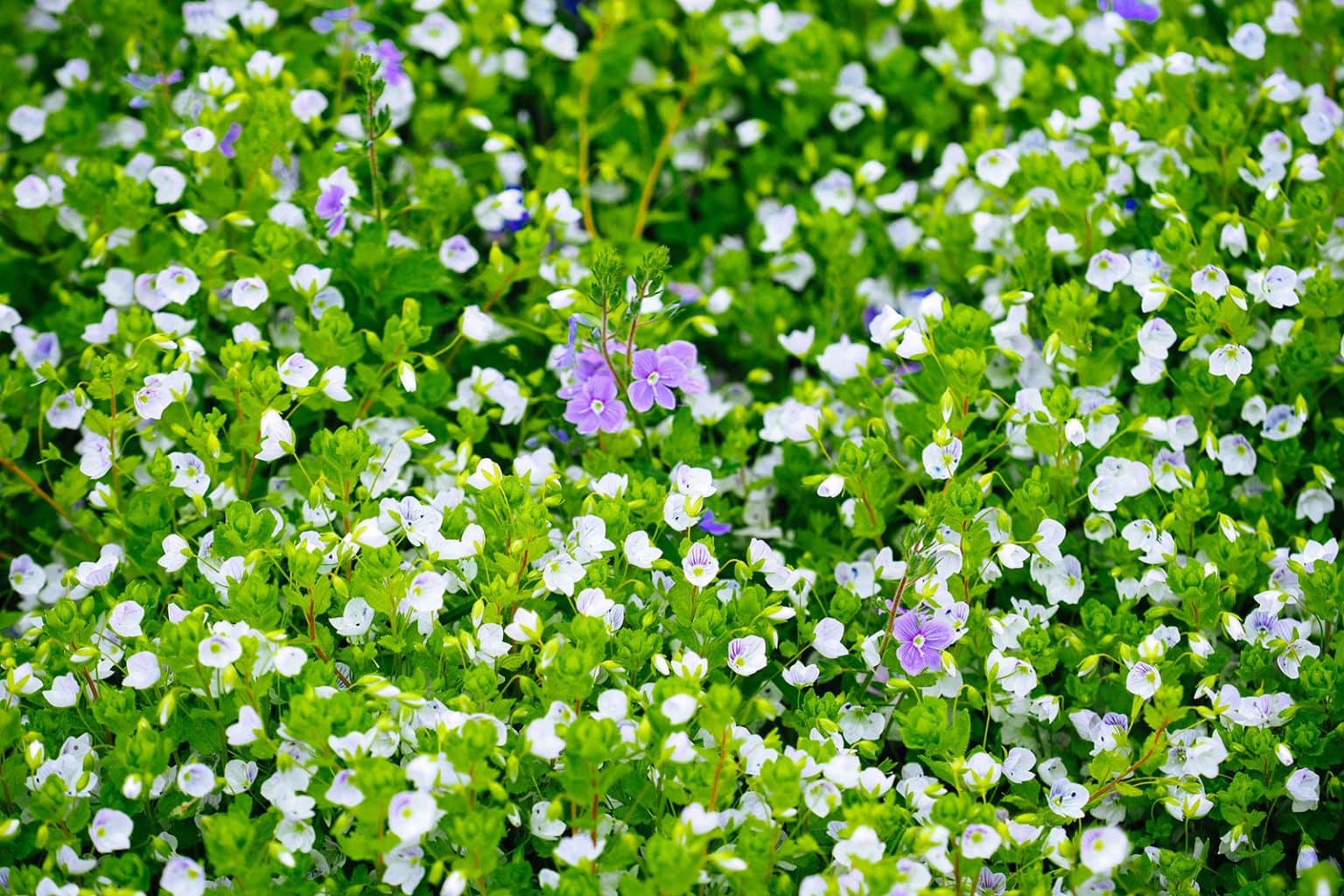 25 Evergreen Ground Covers That Add Year-Round Color - Garden Betty