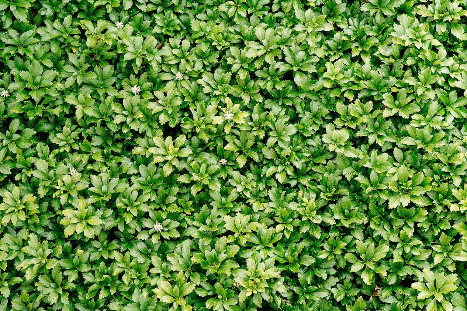 25 Evergreen Ground Covers That Add Year-Round Color – Garden Betty