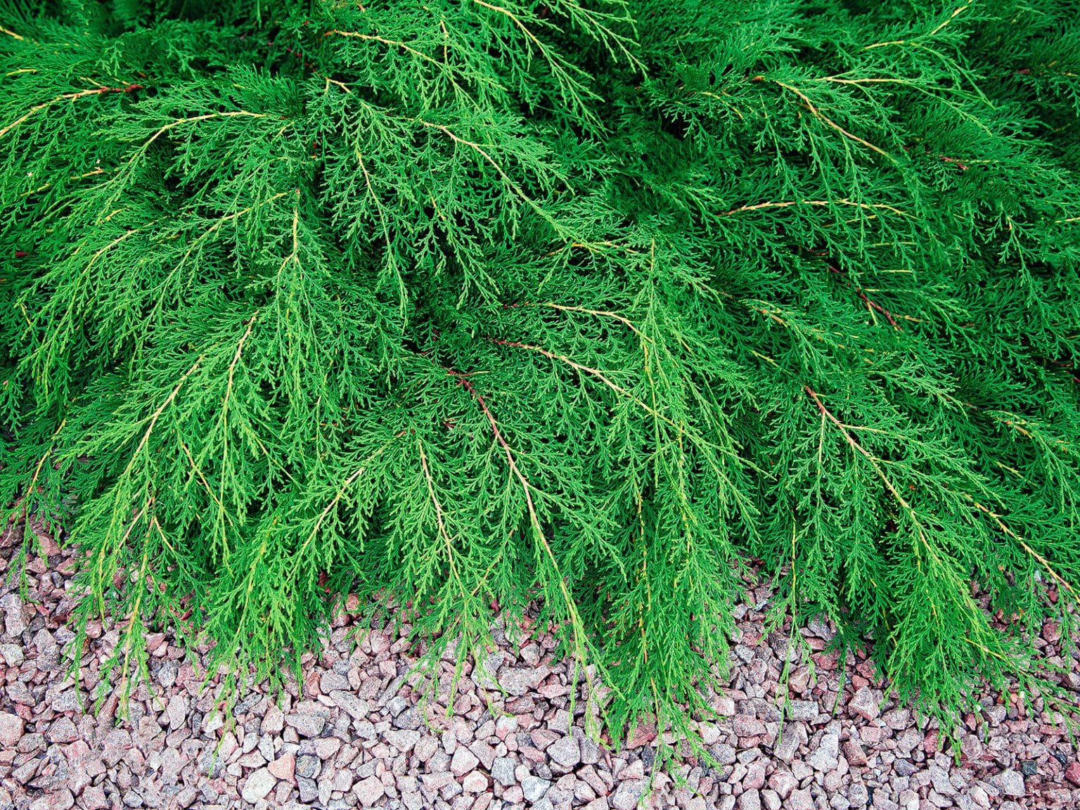 25 Evergreen Ground Covers That Add Year-Round Color - Garden Betty