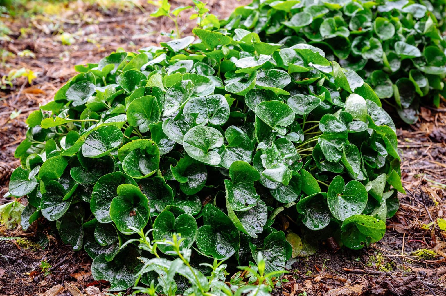 25 Evergreen Ground Covers That Add Year-Round Color - Garden Betty