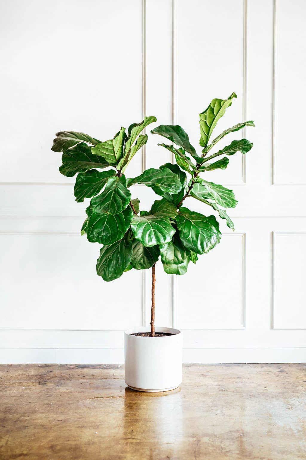 How to Keep Your Fiddle Leaf Fig Alive and Healthy (Ficus Lyrata ...
