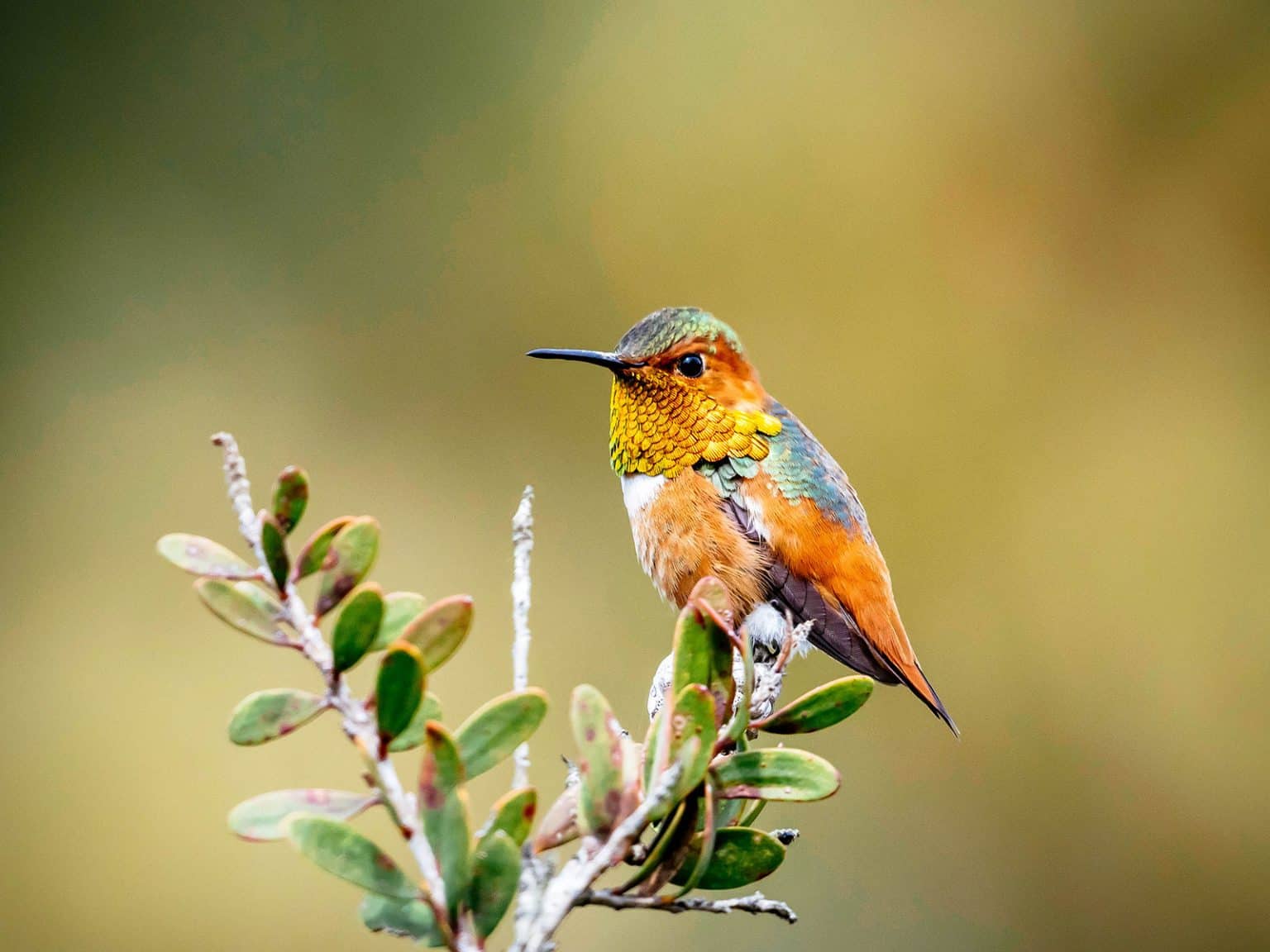 A Visual Guide to Identifying Common Hummingbirds in the Garden ...