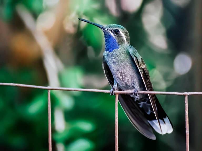 A Visual Guide to Identifying Common Hummingbirds in the Garden ...