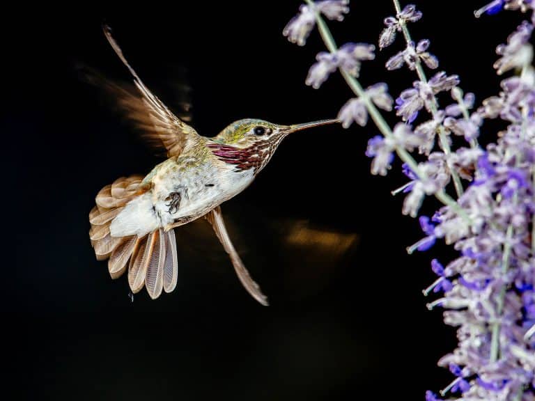 A Visual Guide to Identifying Common Hummingbirds in the Garden ...