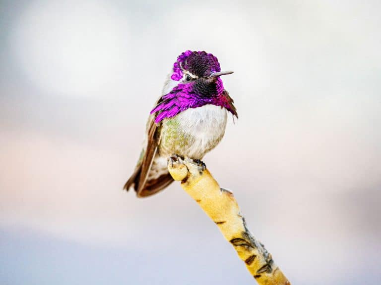 A Visual Guide to Identifying Common Hummingbirds in the Garden ...