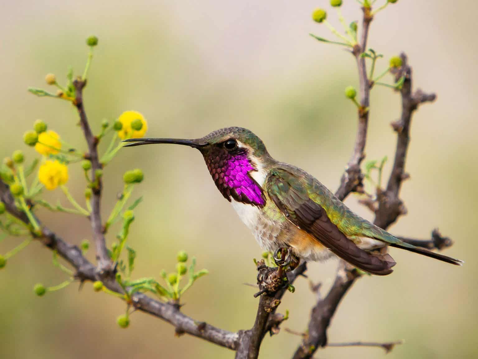 A Visual Guide to Identifying Common Hummingbirds in the Garden ...