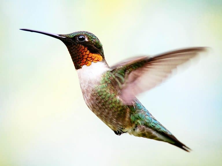 A Visual Guide to Identifying Common Hummingbirds in the Garden ...