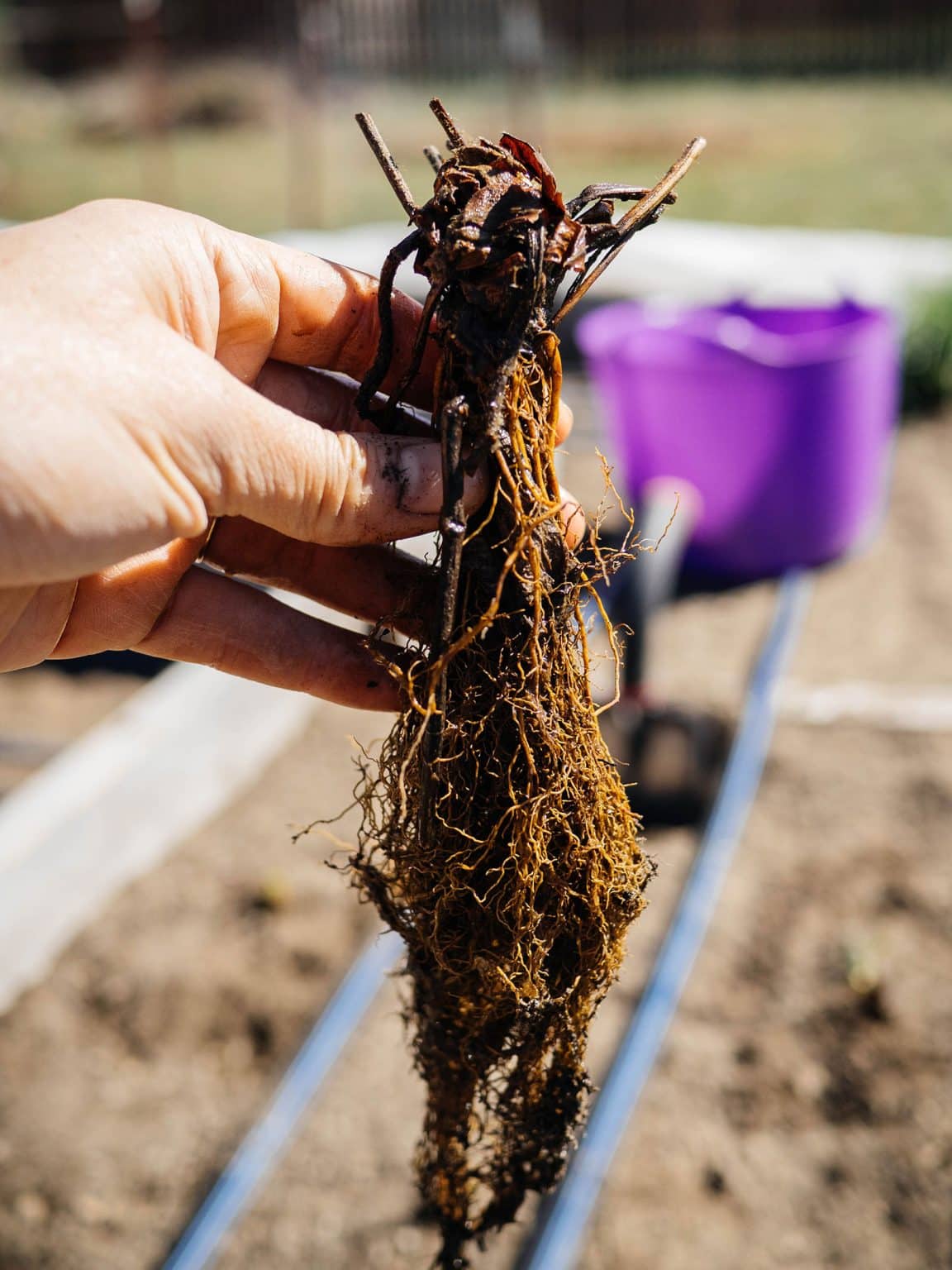 How to Plant a Strawberry Patch from Bare Roots - Garden Betty