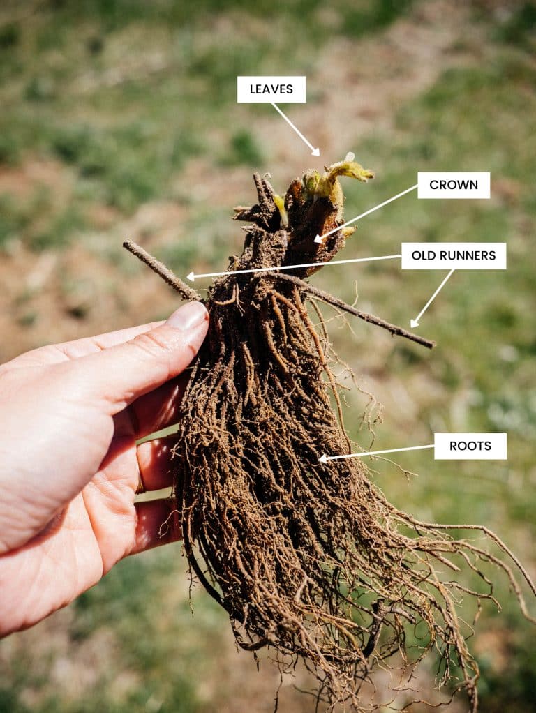 How to Plant a Strawberry Patch from Bare Roots - Garden Betty