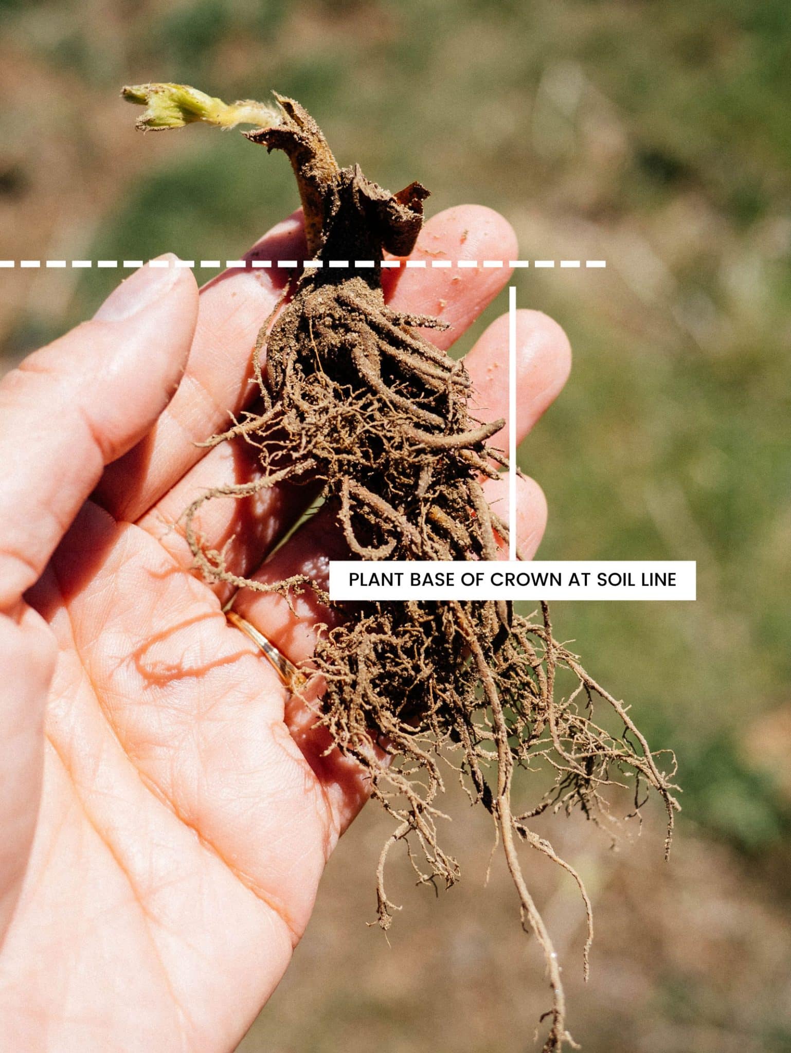 How to Plant a Strawberry Patch from Bare Roots - Garden Betty