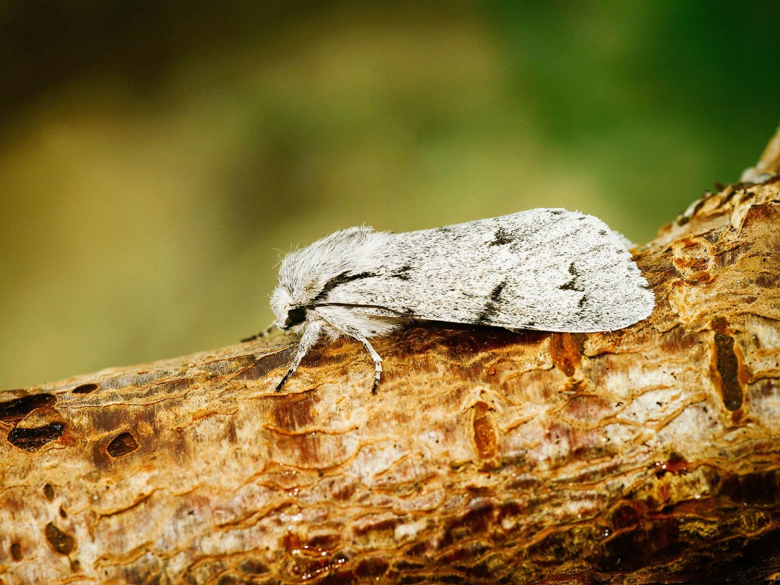 The Surprising Reasons You Actually WANT Moths in Your Garden - Garden ...