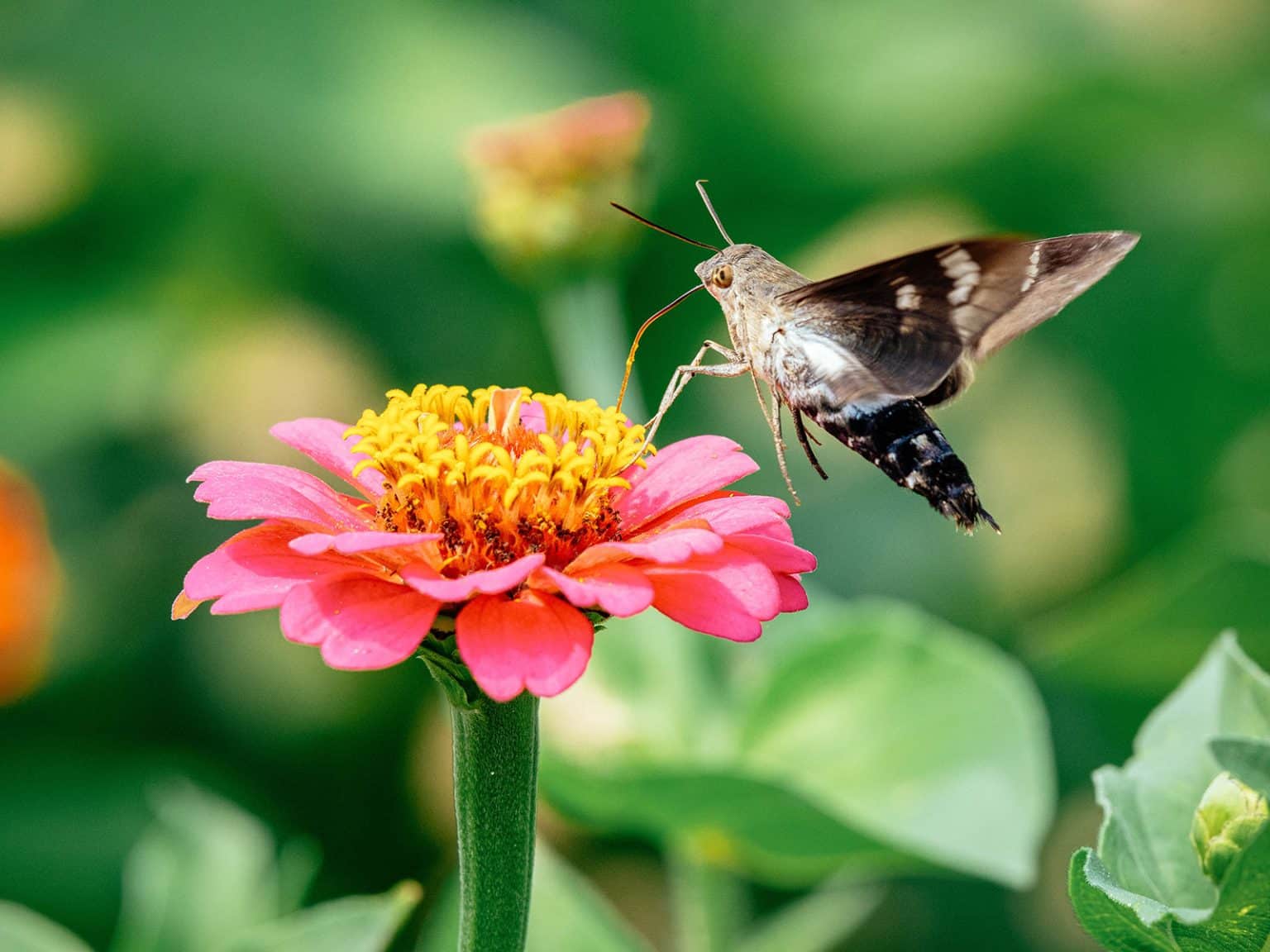 The Surprising Reasons You Actually WANT Moths in Your Garden - Garden ...