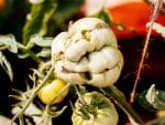 Weird-Looking Tomatoes? Why Catfacing Happens and What To Do About It ...