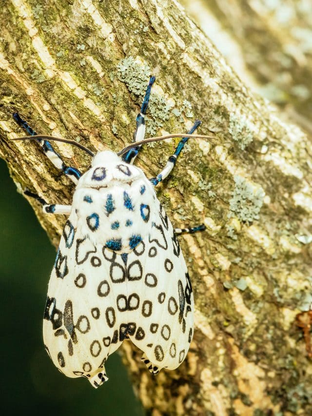 These Gorgeous Garden Moths Rival the Beauty of Butterflies – Garden Betty