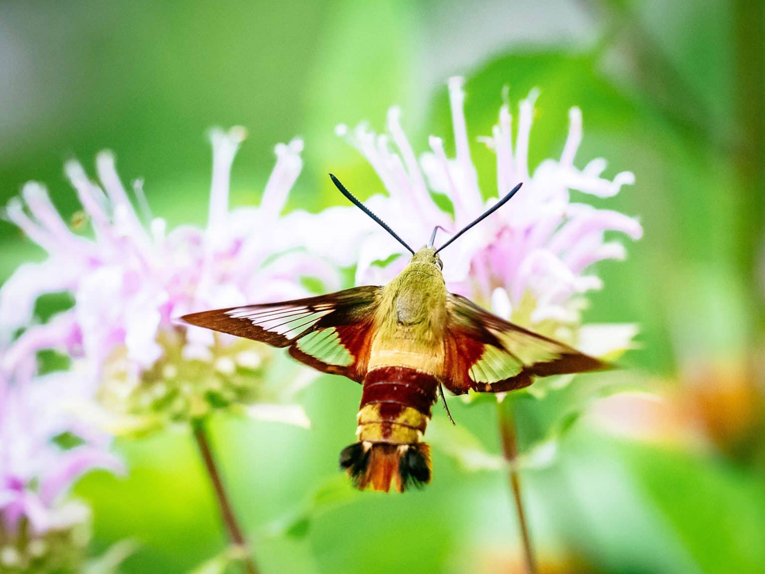 These Gorgeous Garden Moths Rival the Beauty of Butterflies – Garden Betty