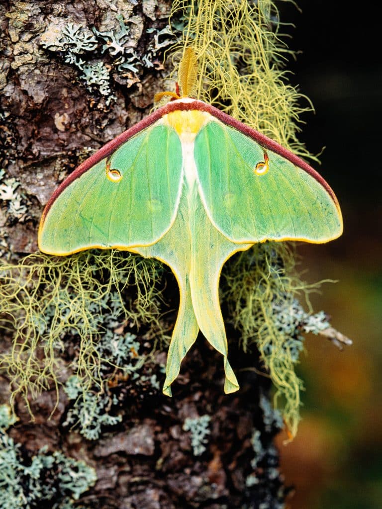 These Gorgeous Garden Moths Rival the Beauty of Butterflies - Garden Betty