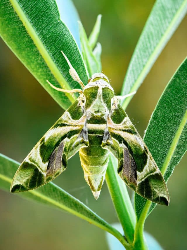 These Gorgeous Garden Moths Rival the Beauty of Butterflies - Garden Betty