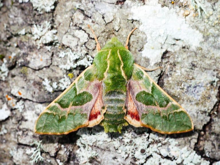 These Gorgeous Garden Moths Rival the Beauty of Butterflies – Garden Betty