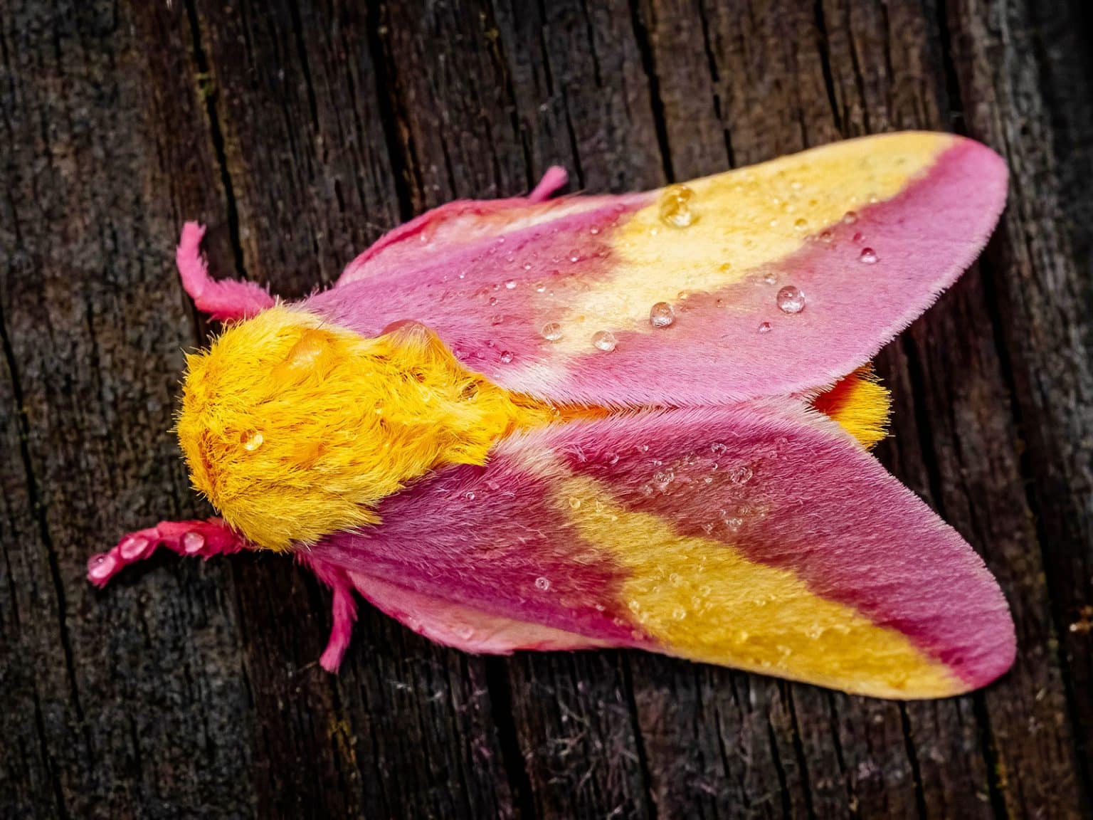 These Gorgeous Garden Moths Rival the Beauty of Butterflies – Garden Betty