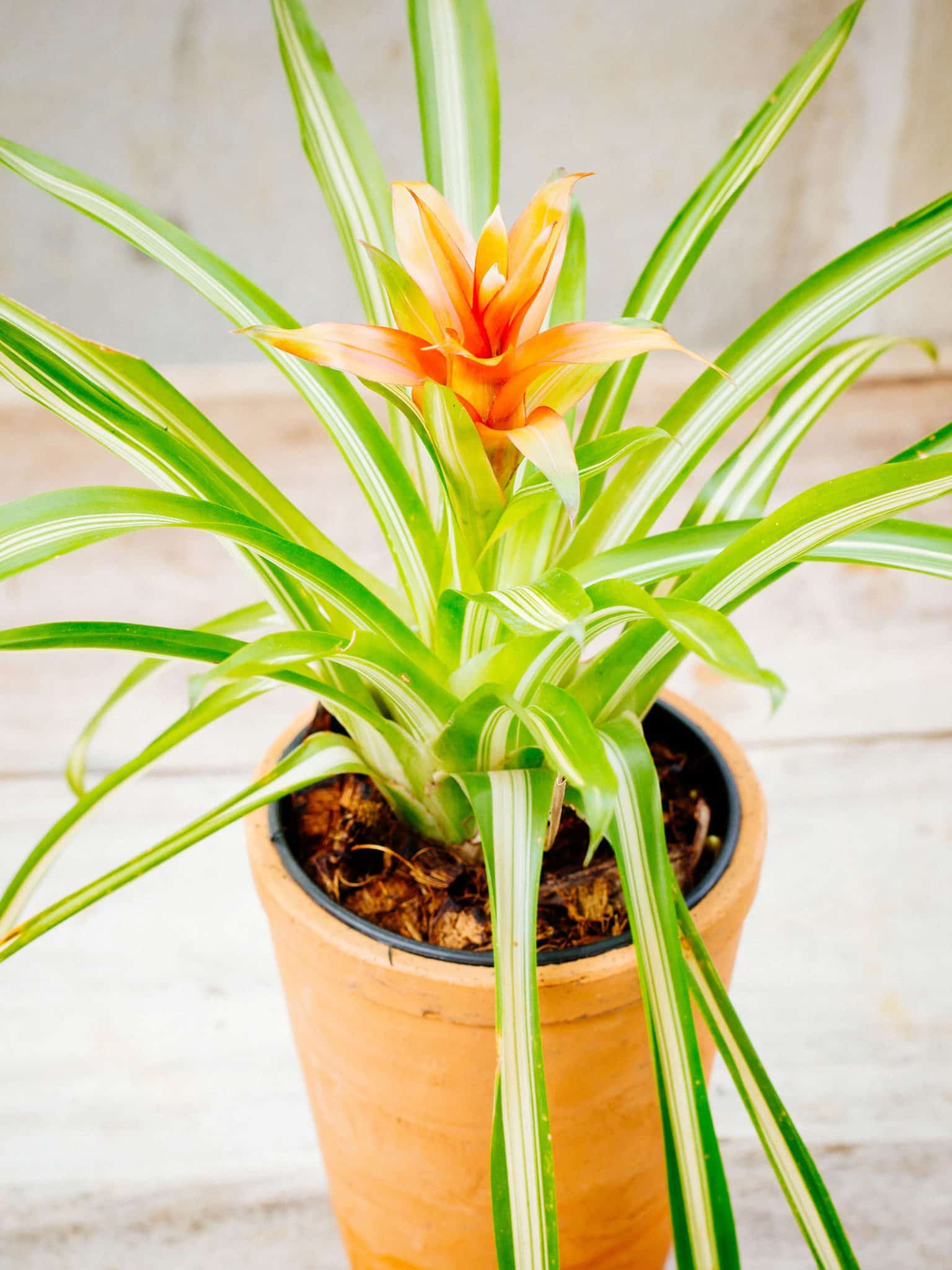 How to Grow a Gorgeous Guzmania Bromeliad – Garden Betty
