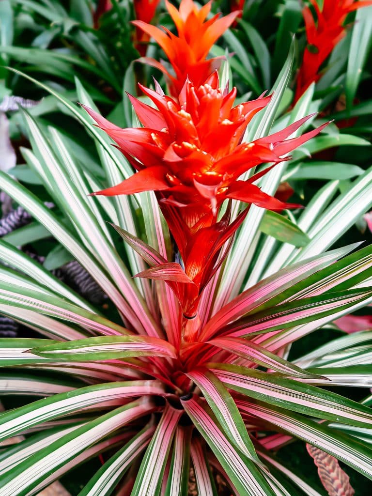 How to Grow a Gorgeous Guzmania Bromeliad – Garden Betty