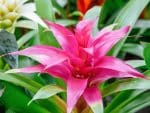 How to Grow a Gorgeous Guzmania Bromeliad - Garden Betty