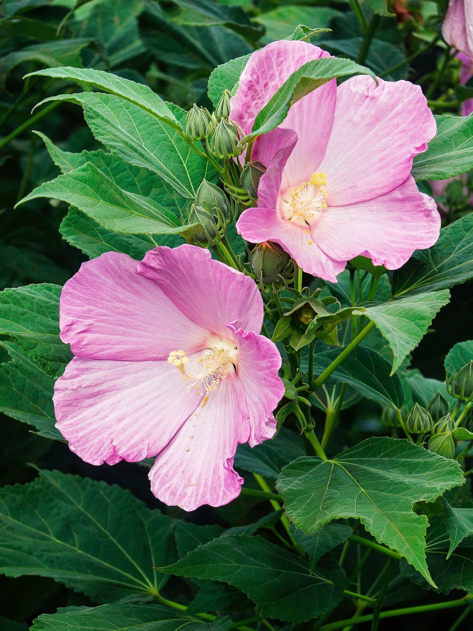 How to Grow Hardy Hibiscus—Even in Cold Climates – Garden Betty