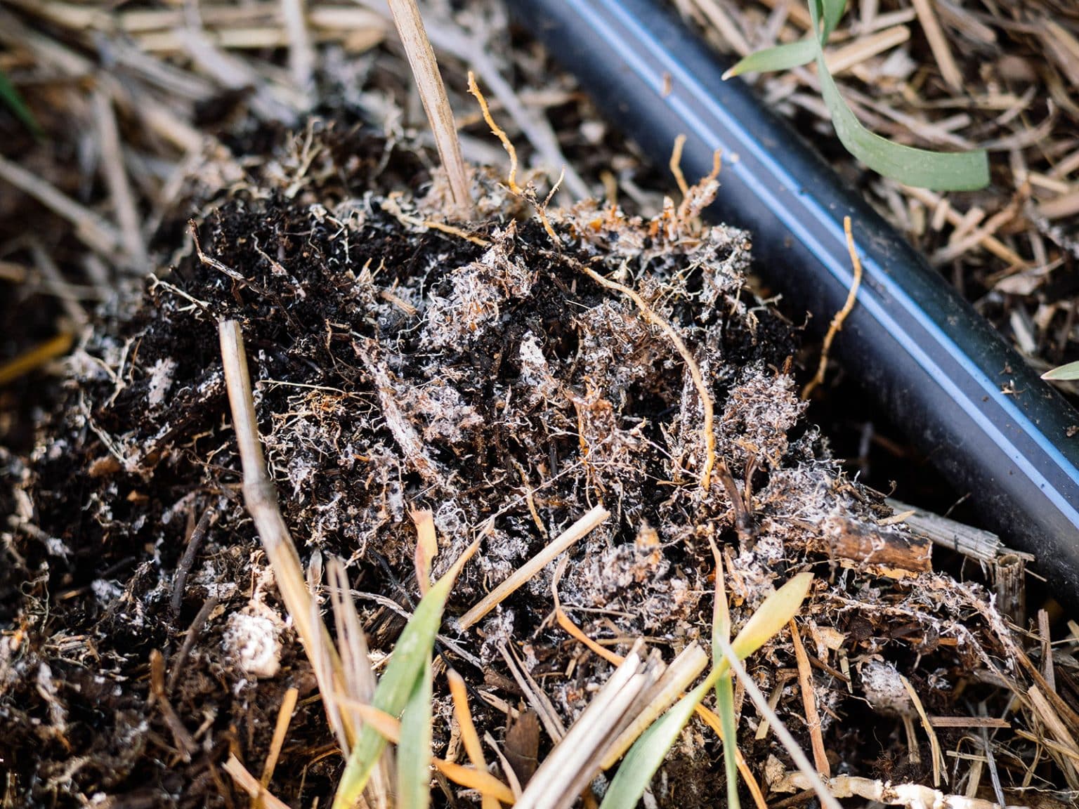 What's That White Mold in My Soil?! - Garden Betty