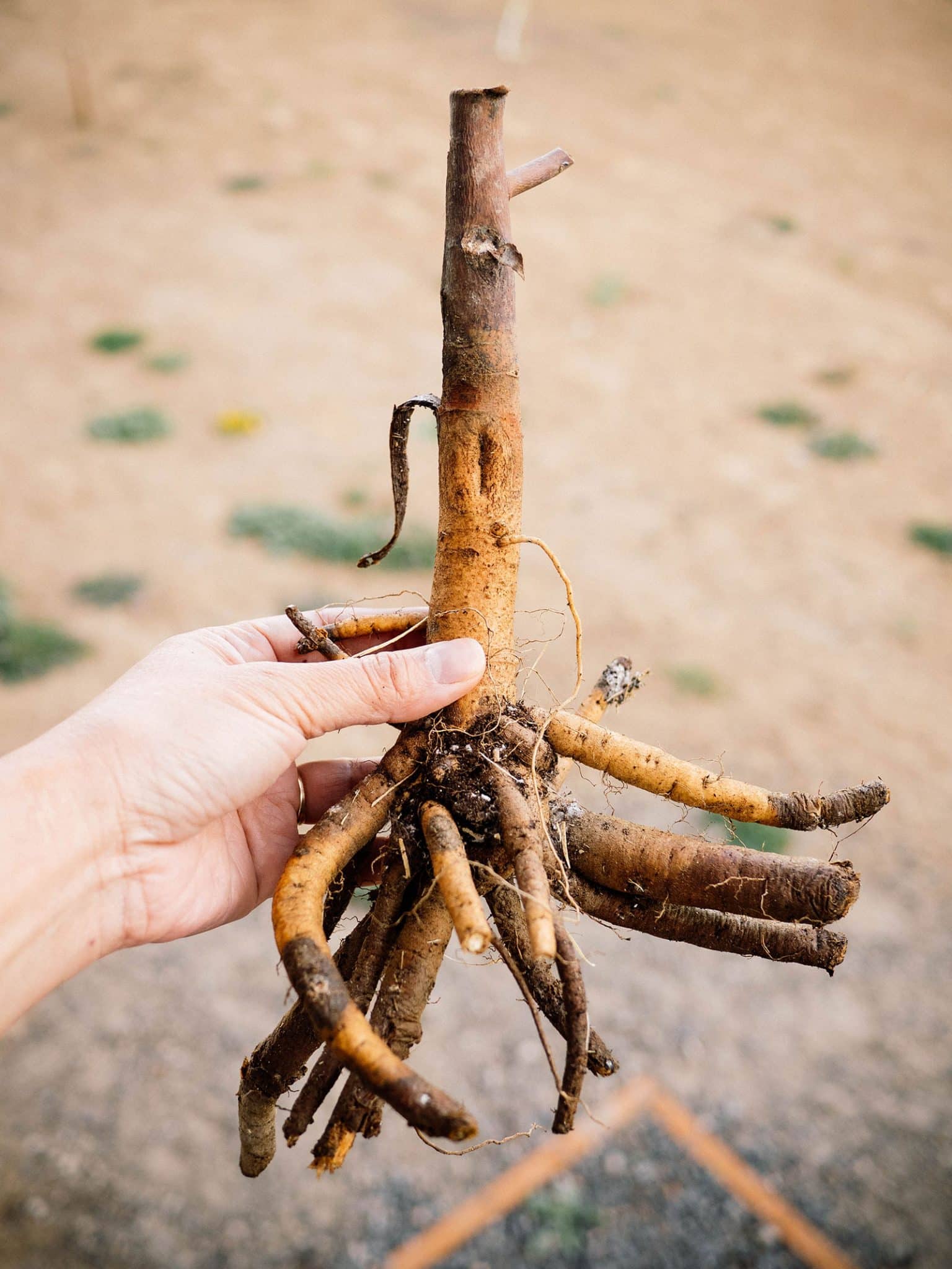 How to Plant Bare-Root Perennials in Pots - Garden Betty