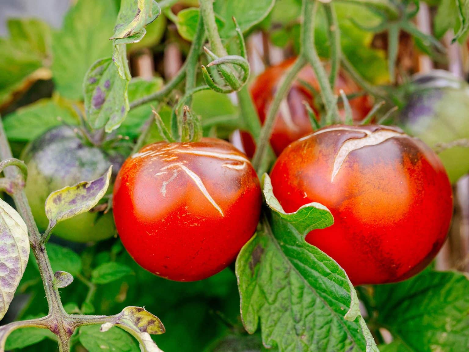 What To Do If Your Tomatoes Keep Splitting or Cracking - Garden Betty