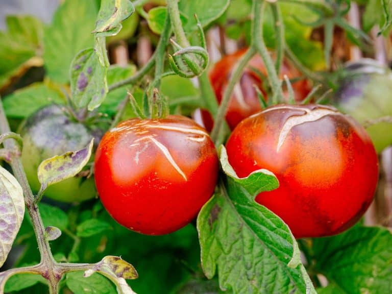 What To Do If Your Tomatoes Keep Splitting or Cracking - Garden Betty