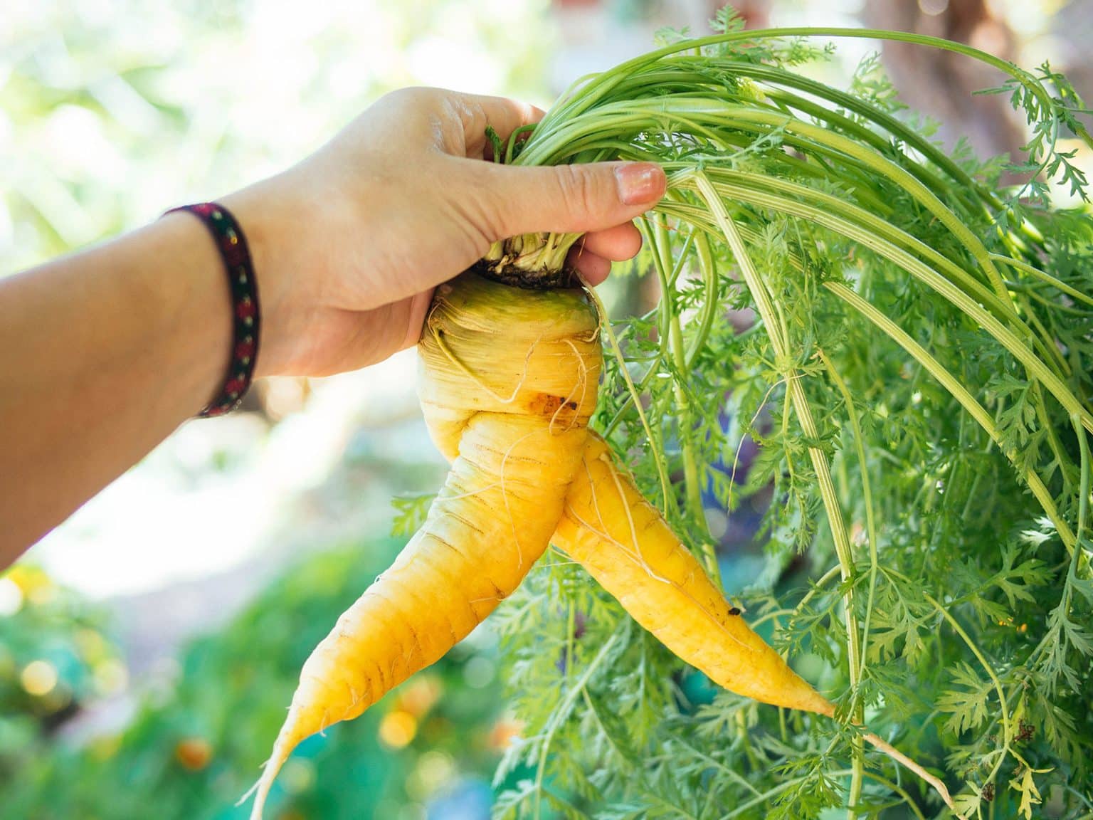 Why Your Carrots Look Wonky: Splits, Twists, and Other Deformities ...