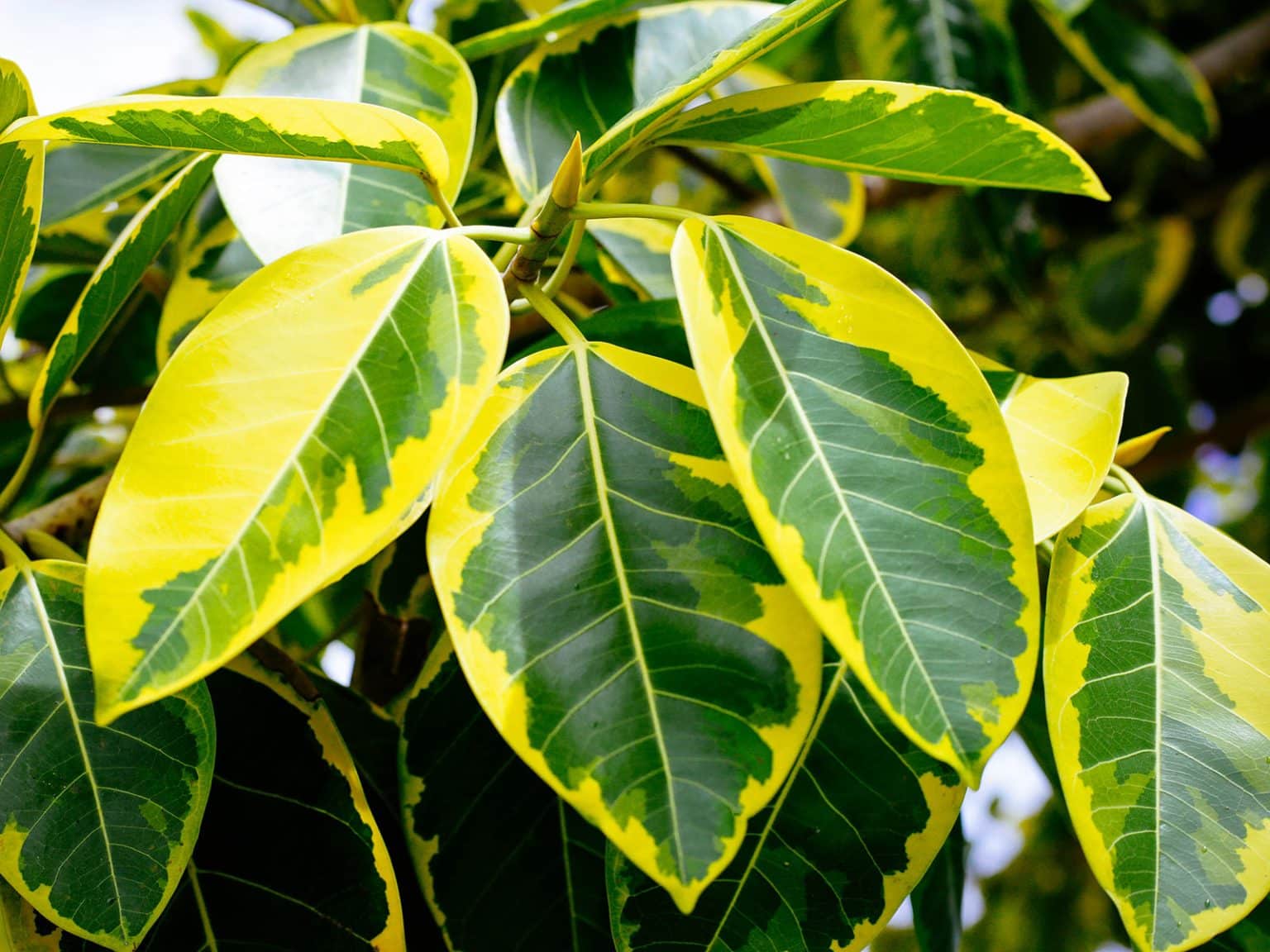 How to Grow a Beautiful Ficus Altissima – Garden Betty