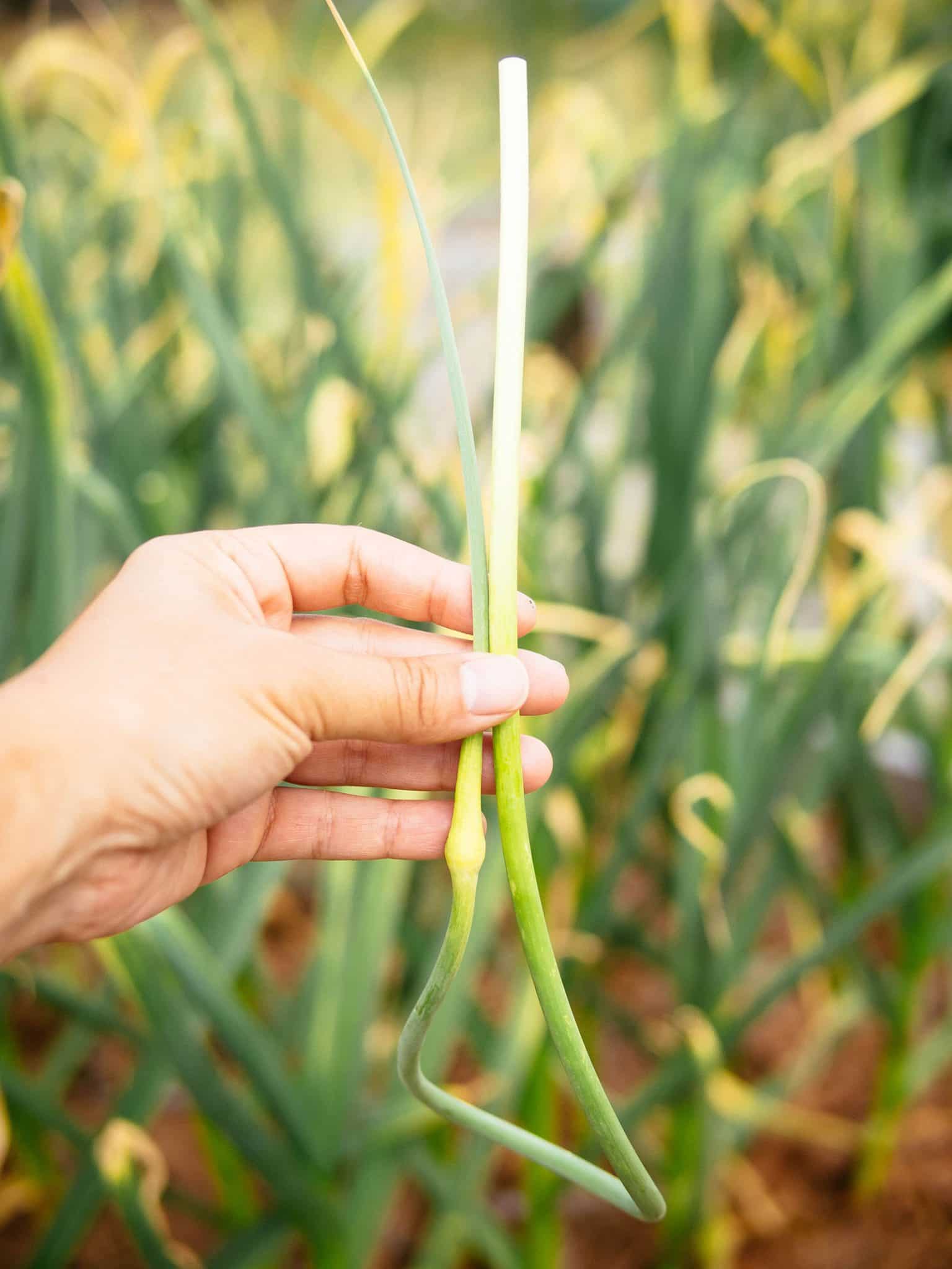How to Harvest Garlic Scapes (Plus My Trick for Getting the Part Most ...