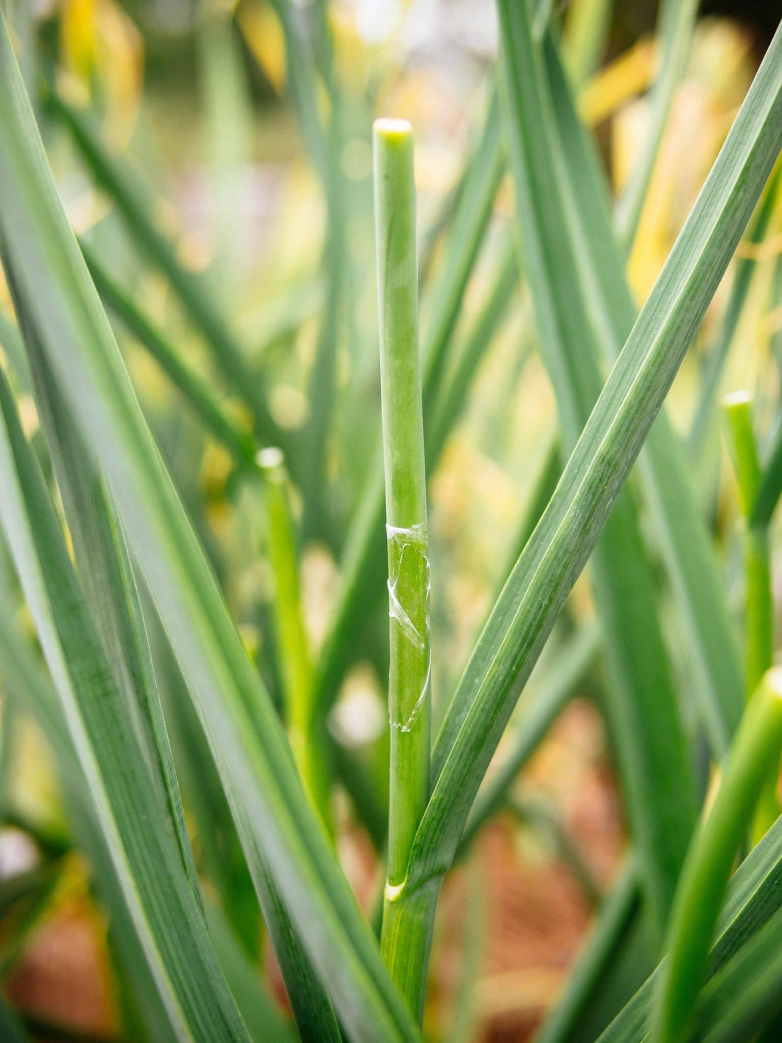 How to Harvest Garlic Scapes (Plus My Trick for Getting the Part Most ...