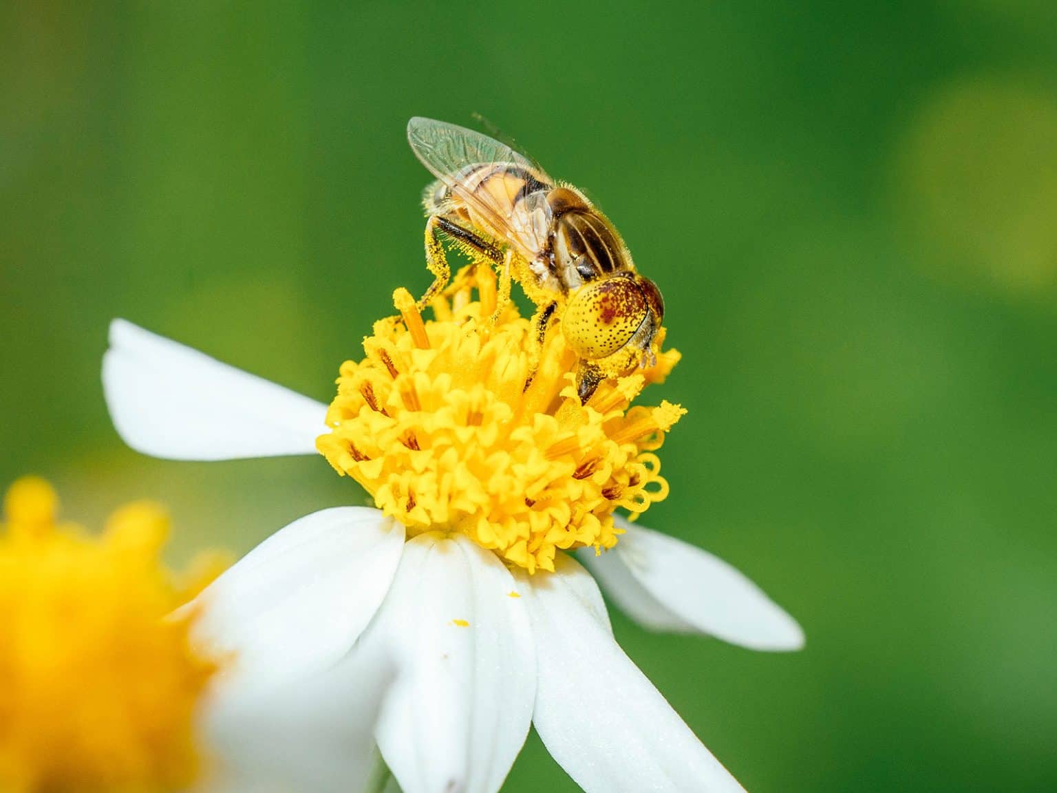How to Attract Hoverflies to Your Garden to Control Aphids and Other ...