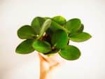 Beginner's Guide to Baby Rubber Plant Care (Peperomia Obtusifolia ...